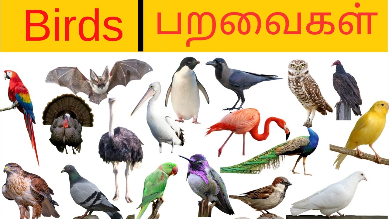 Birds names in Tamil and English,Different types of birds, Names of ...
