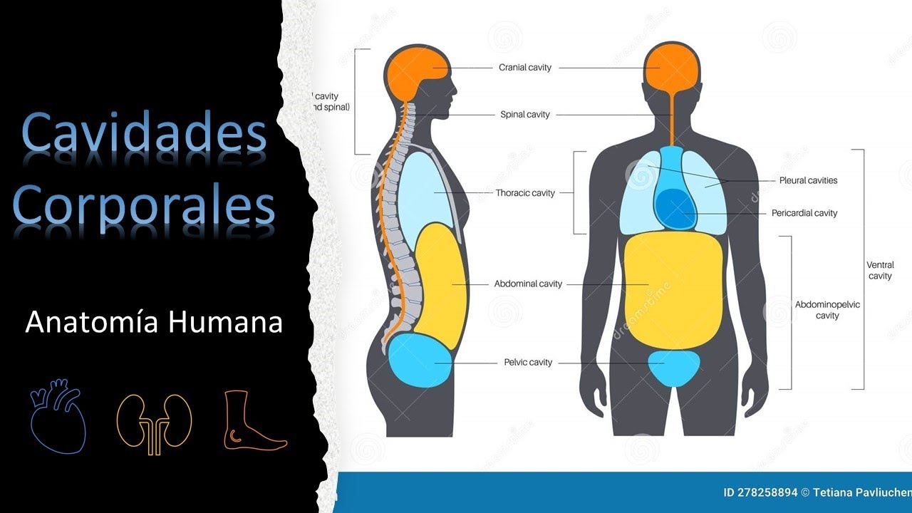 Cavidades Corporales del Cuerpo Humano - YouTube