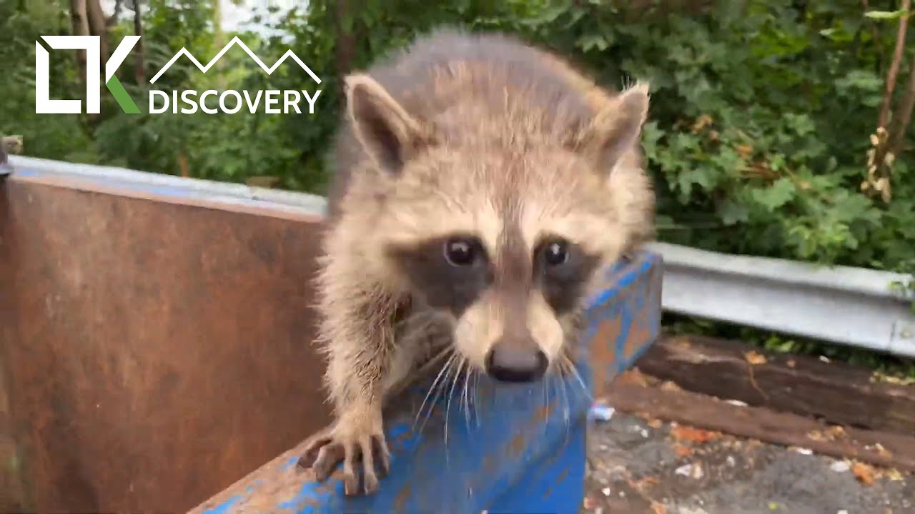 LTK Discovery - Rescued Raccoons And They Thanked Him Before Leaving ...