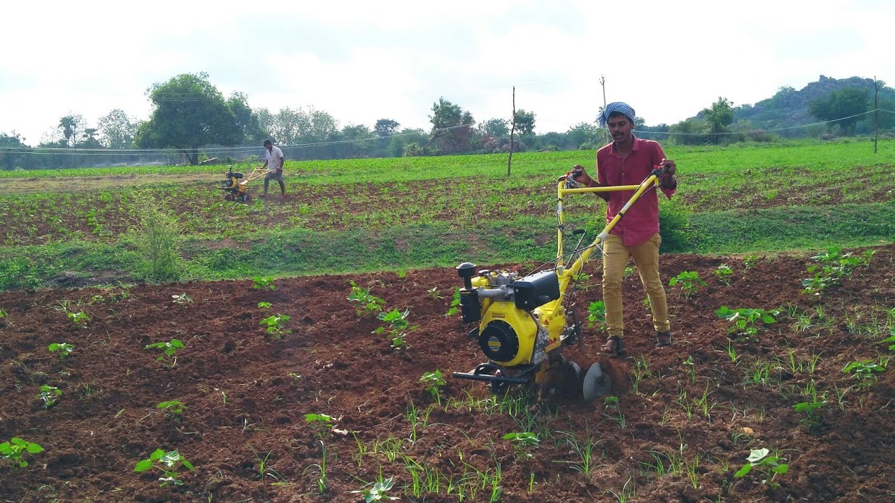 Guntuka in cotton with power weeder || Leveler attached to the ...