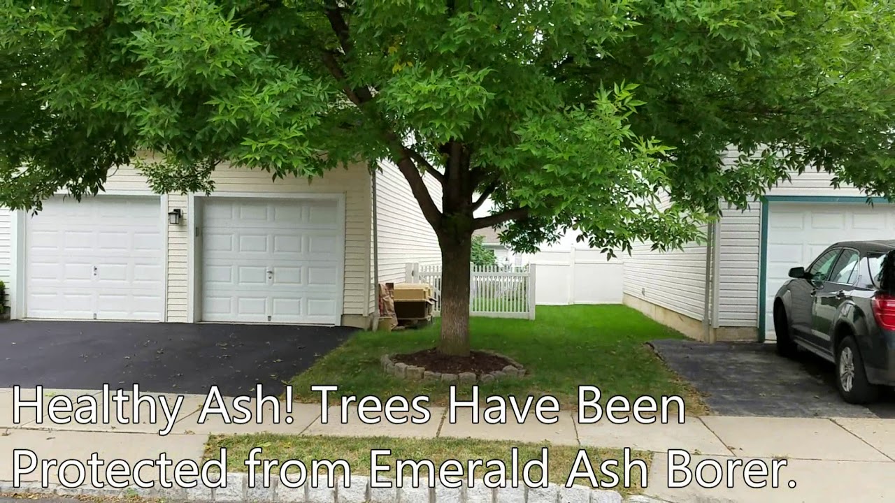 Emerald Ash Borer Injections Work-Healthy vs. Dead Ash Trees - YouTube