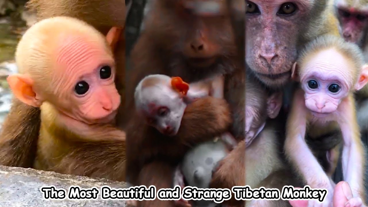 Tibetan macaque, the most beautiful and strange baby monkey on the ...