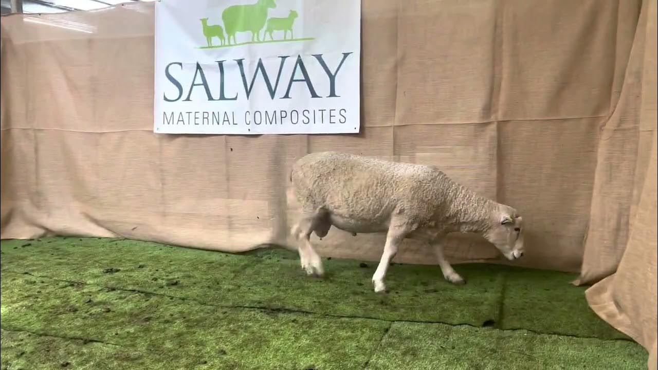 Salway lot 26 - YouTube