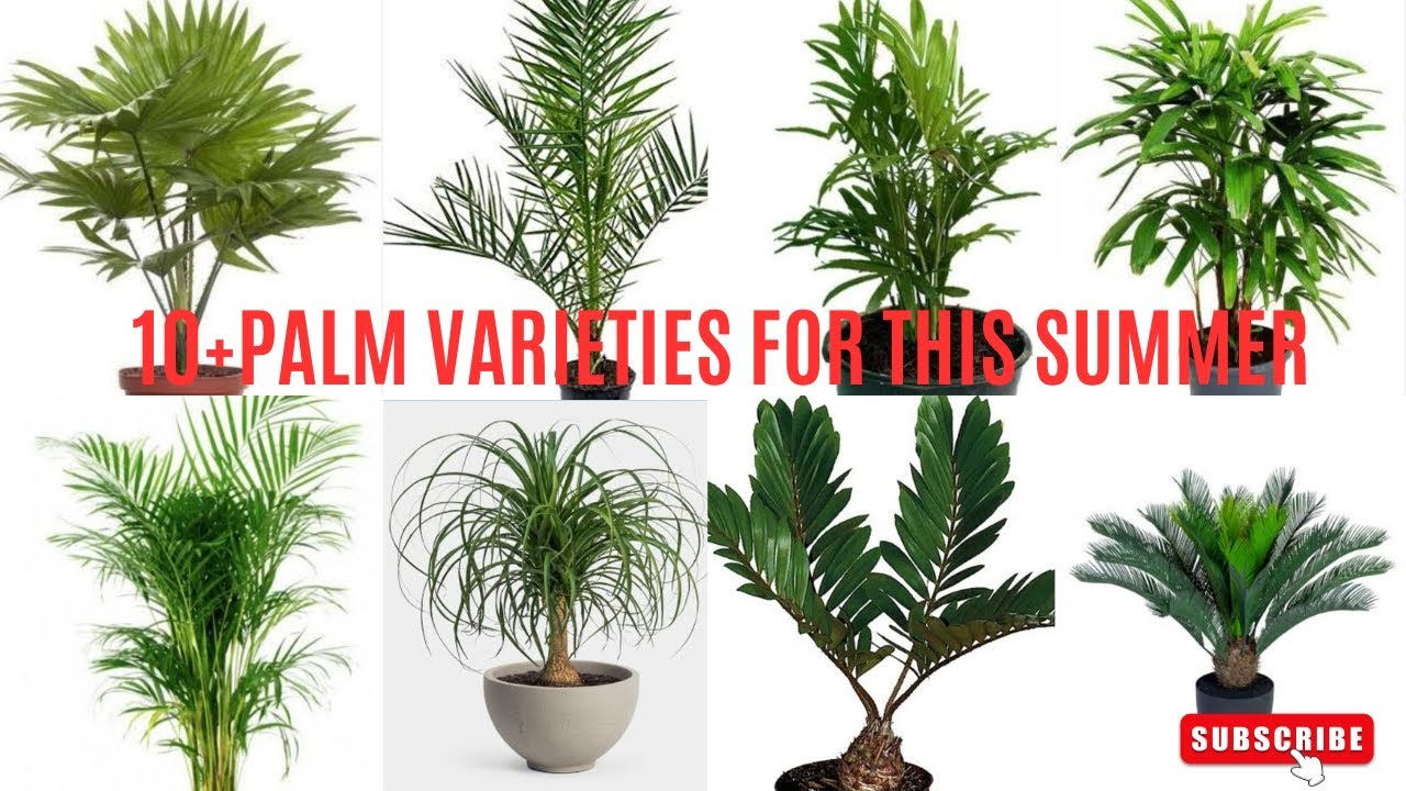 Top 10+ palm varieties/Best summer palm varieties #Ornamental palms # ...