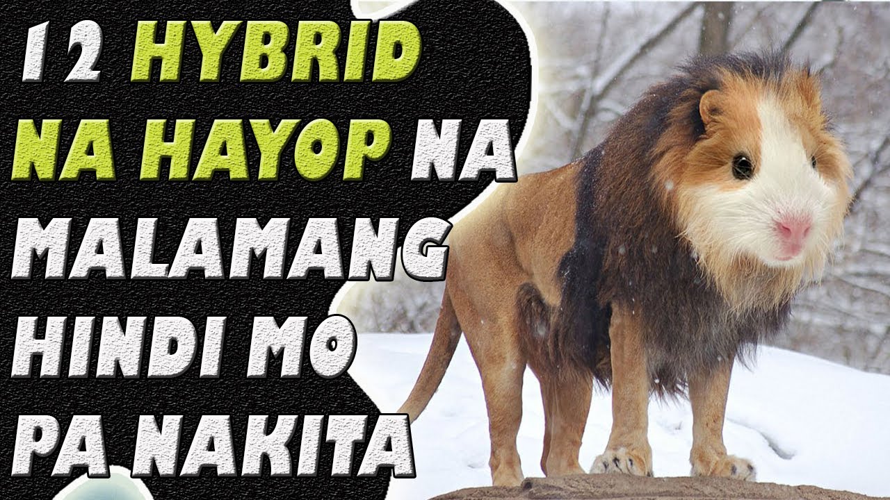 12 Hybrid Na Hayop Na Malamang Hindi Mo Pa Nakita | Jevara PH - YouTube