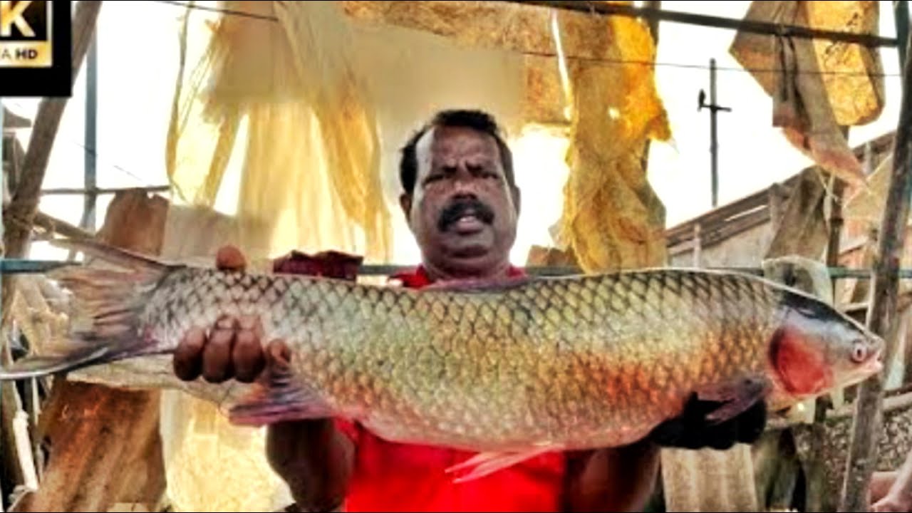 LOGU FISH | CUTTING VIDEO AT KASIMEDU - YouTube