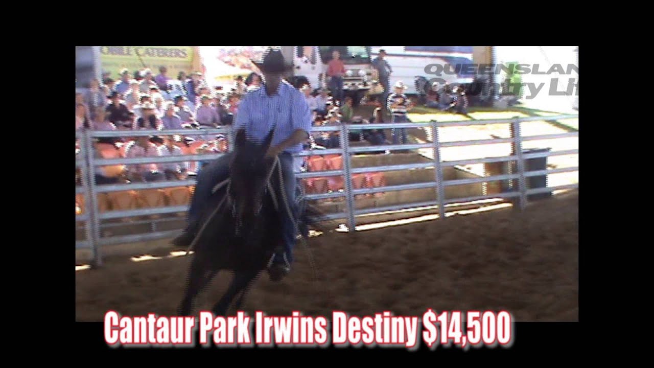 Charters Towers hosts Toomba horse sale - YouTube