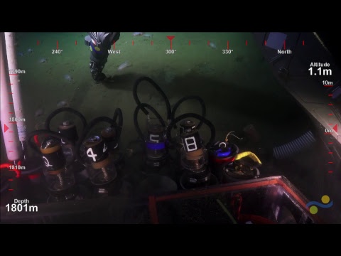 ROV SuBastian Dive 214 Costa Rican Deep Sea Connections - YouTube