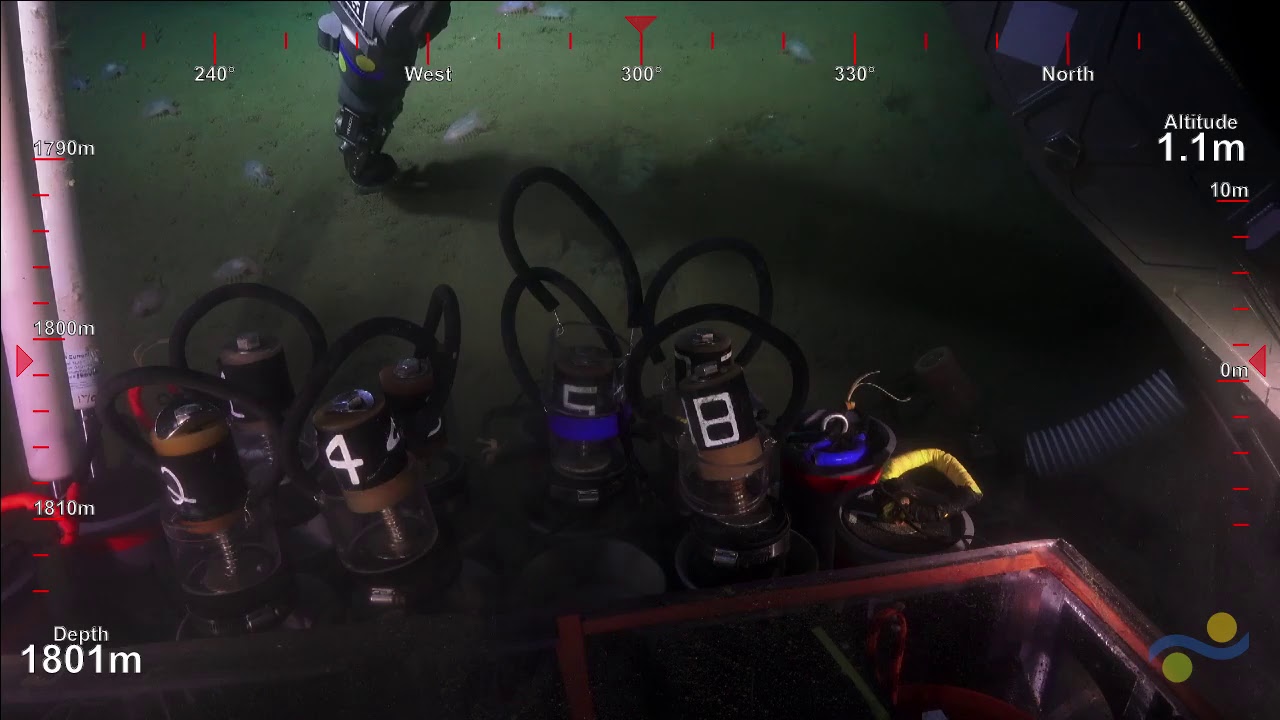 ROV SuBastian Dive 214 Costa Rican Deep Sea Connections - YouTube