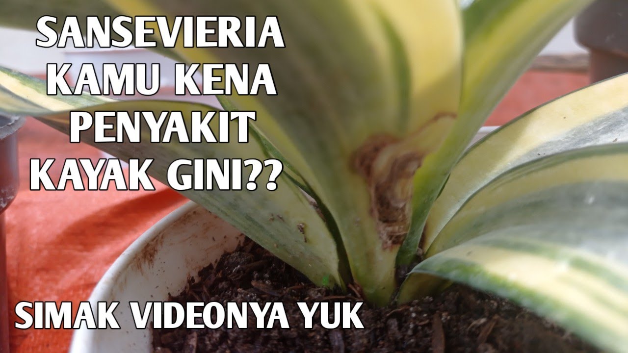 CARA MENGATASI DAUN BUSUK PADA SANSEVIERIA || SANSEVIERIA INDONESIA ...