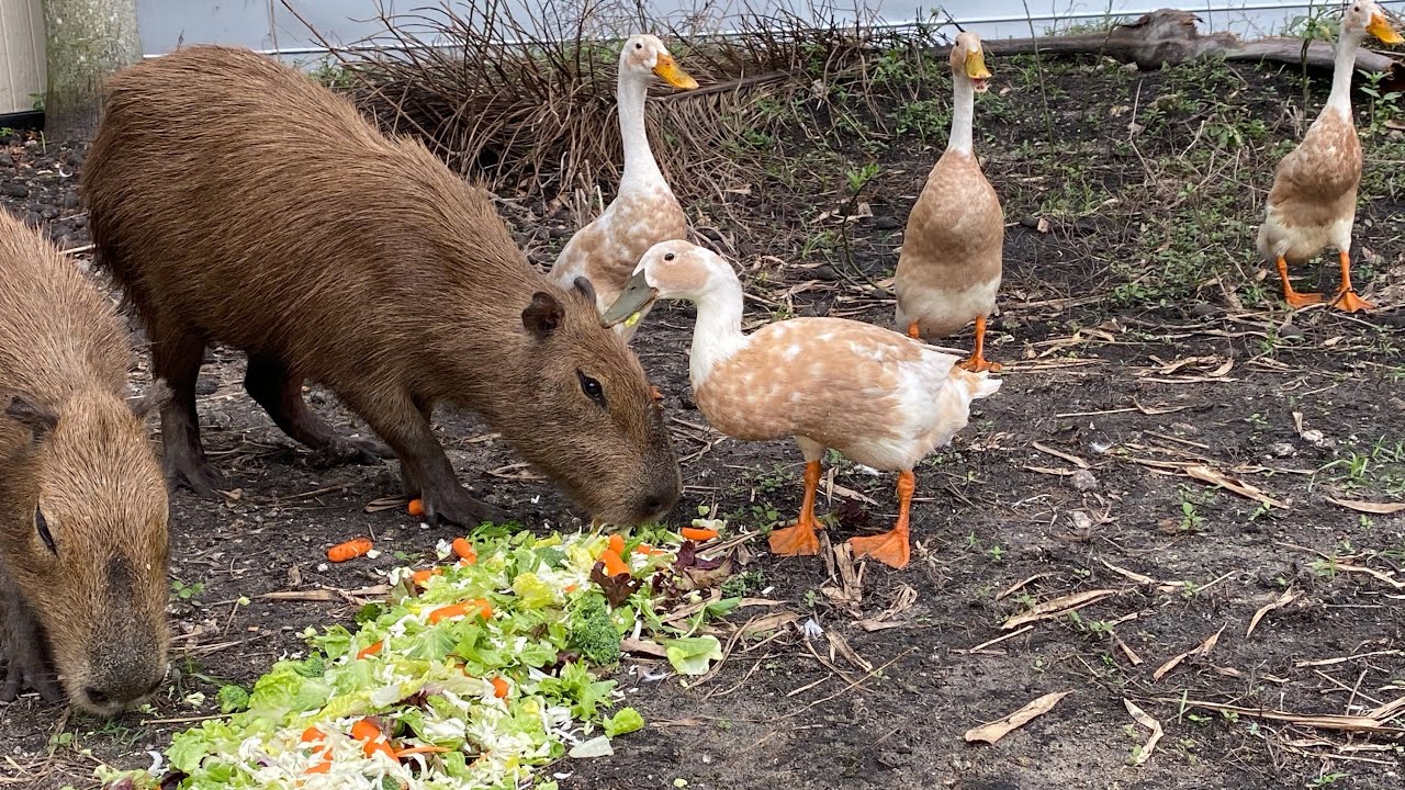 CAPYBARA and DUCK! - YouTube