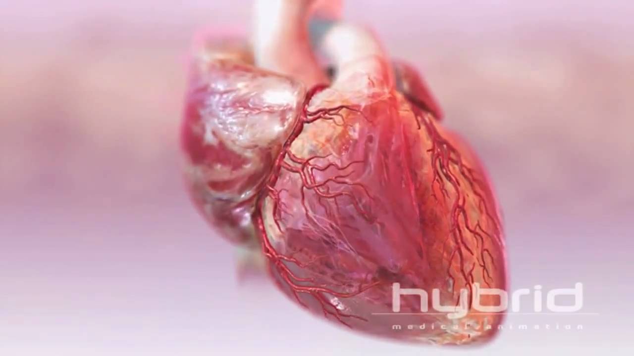 Širdis, širdies darbas - YouTube