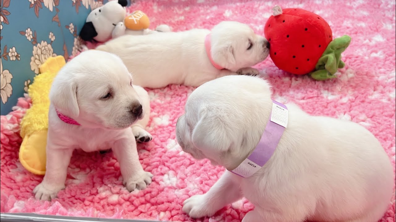 Girls - 4 weeks old - YouTube