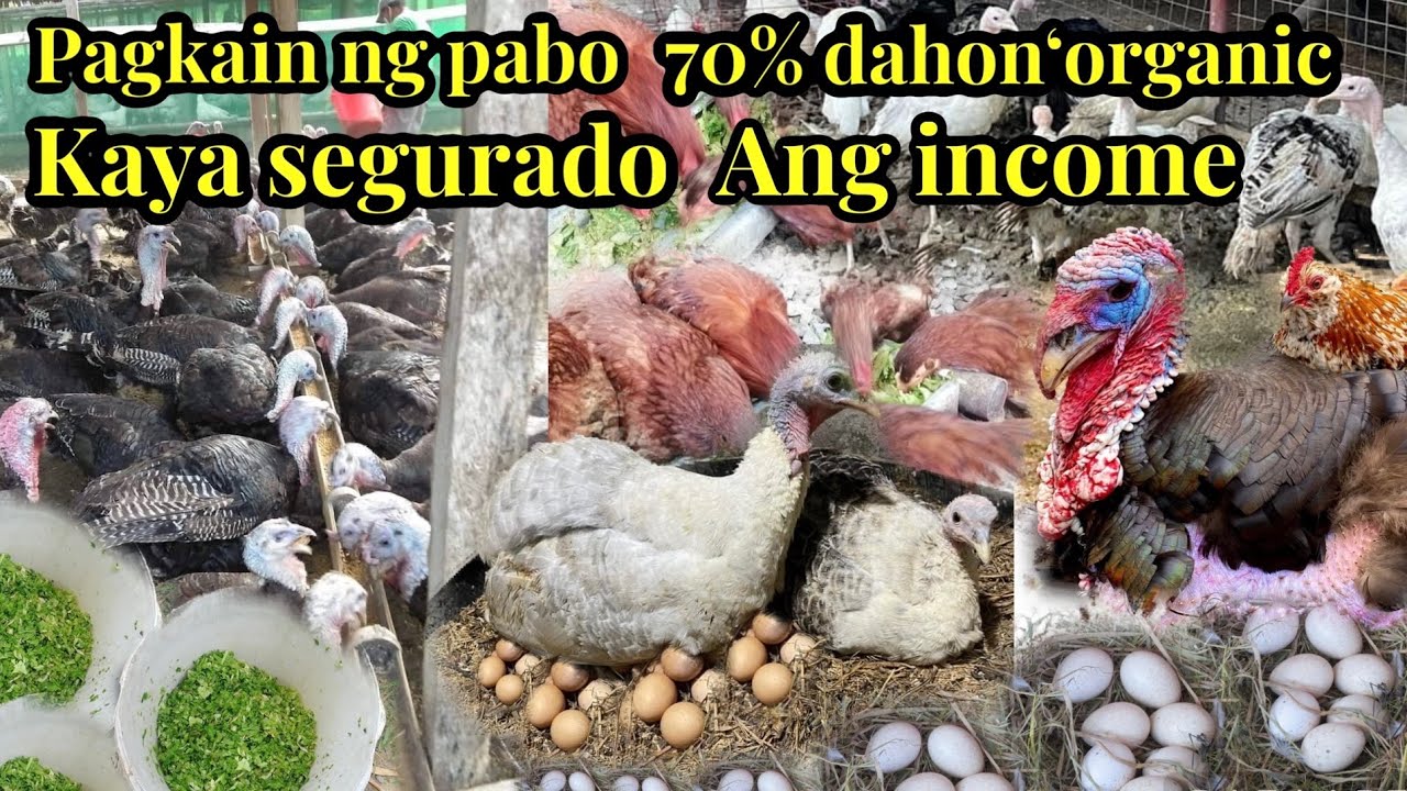 PAGKAIN NG PABO 70% dahon ORGANIC KAYA SEGURADO ANG INCOME ...
