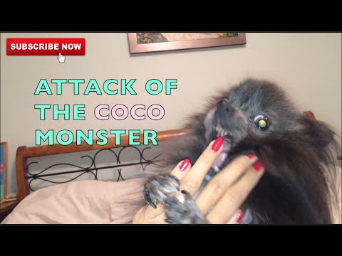 Attack of the Coco Monster | Puppy being too cute | Funny animals - YouTube
