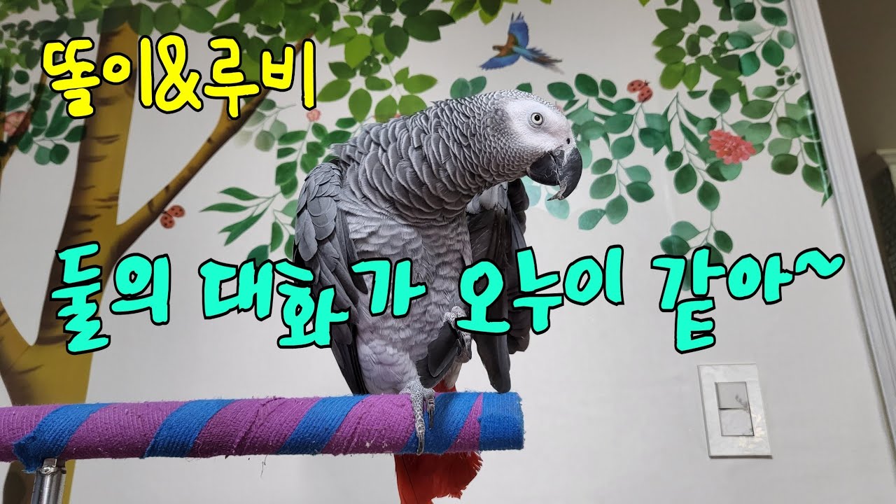 너네 둘이 뭐하냐?[연구대상똘이] African gray parrot Papagei Попугай (popugái)Papago ...