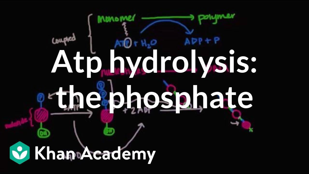 In The Cell Atp Hydrolysis