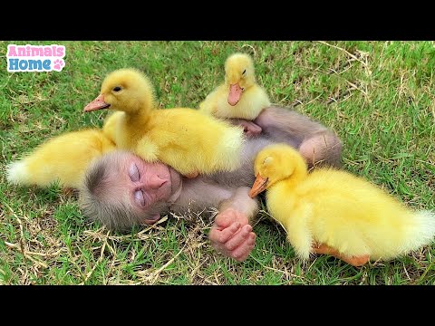 BiBi monkey fell asleep while taking care of ducklings