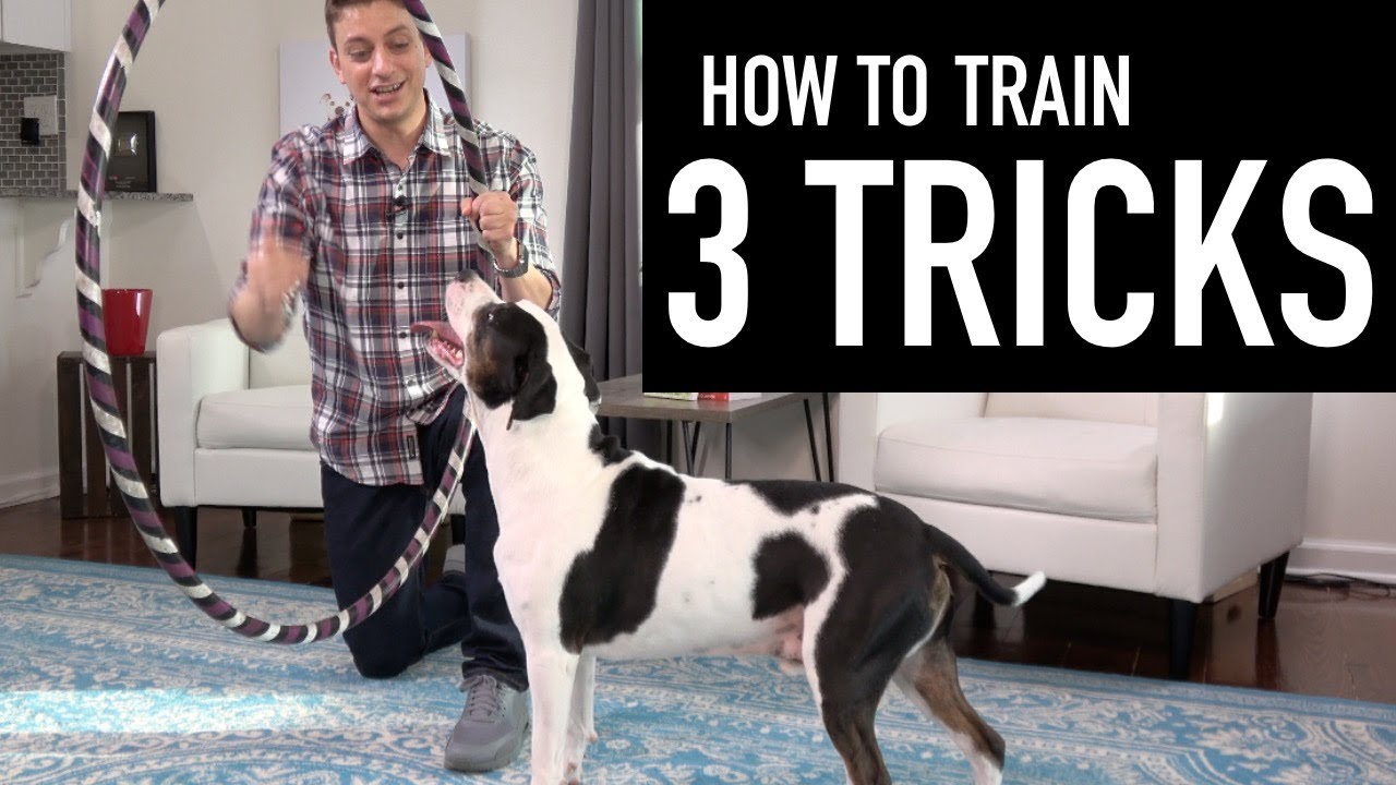 How to Train your Dog 3 Tricks! (Jump through a hoop, hugs, and more ...