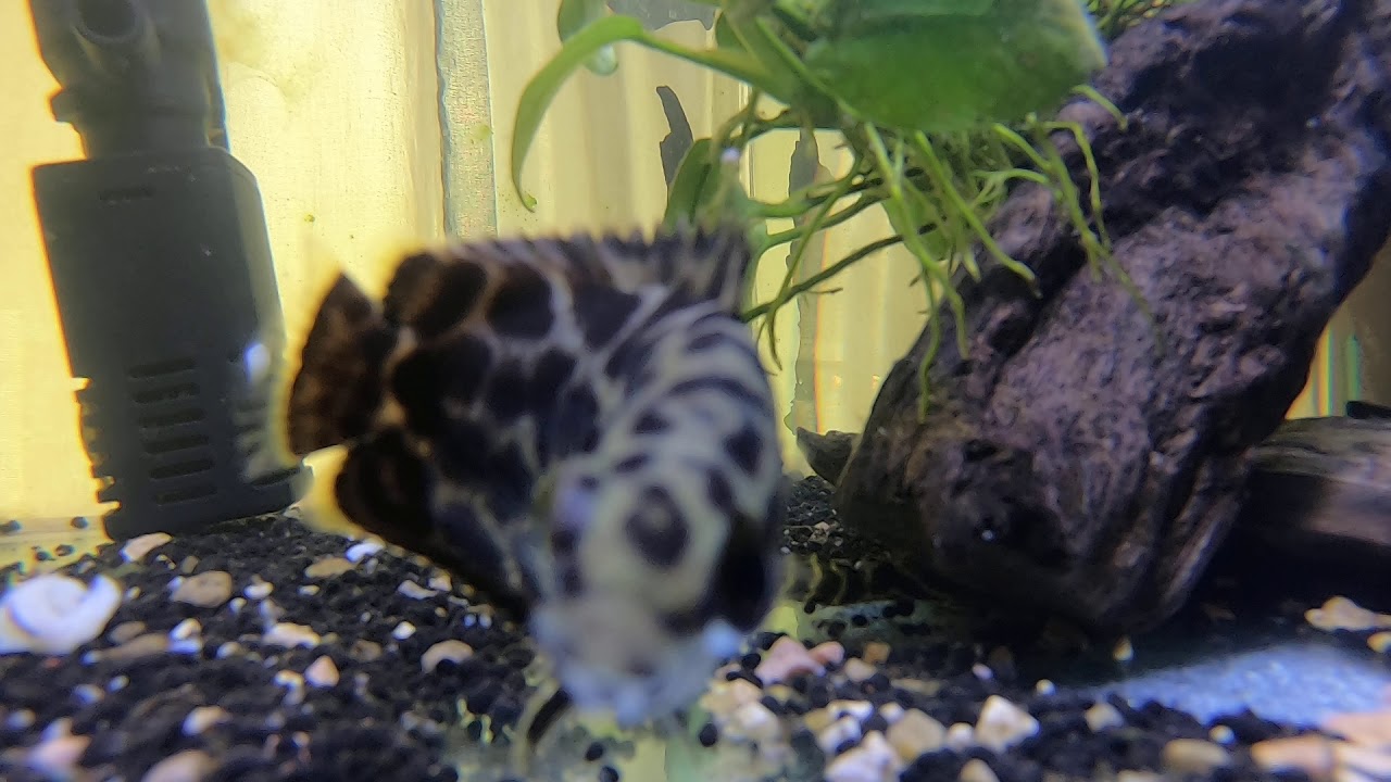 Mali Channel/Inside my fish tank/ส่องปลาในตู้กันหน่อย - YouTube