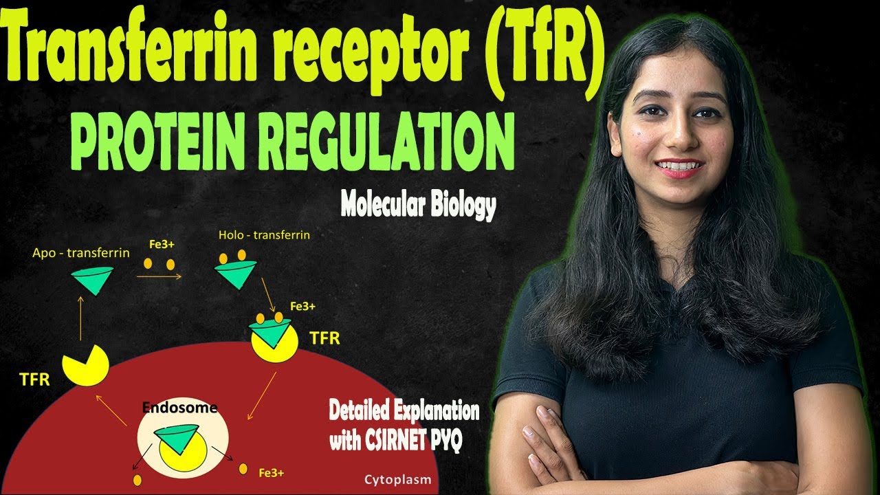TRANSFERRIN RECEPTOR TRANSLATION REGULATION I Mol Bio I Detailed ...