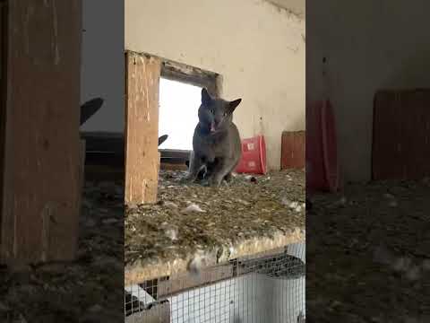 GÜVERCİN KÜMESİNE KEDİ GİRERSE NE OLUR!!!!!