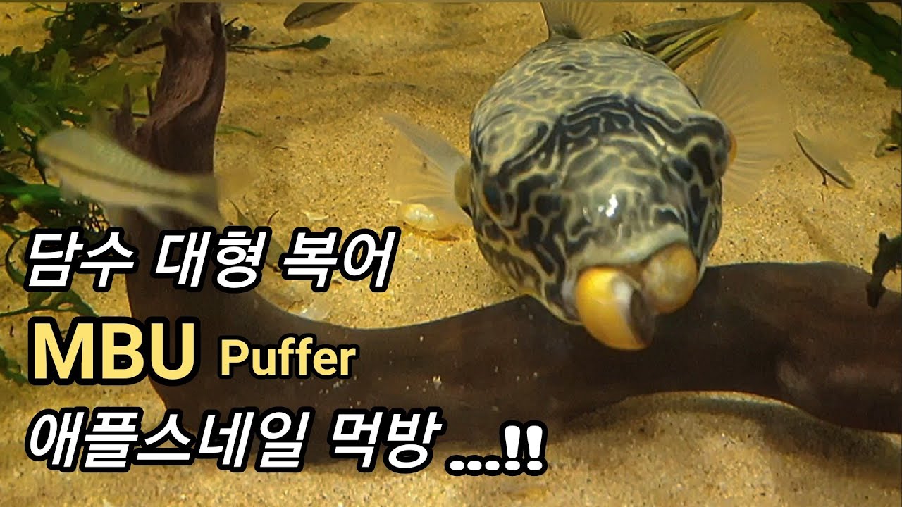 (약혐주의)복어에게 살아있는 OOO를 주었을때 반응은?! (LIVE FEEDING) #mbu #복어 #puffer - YouTube