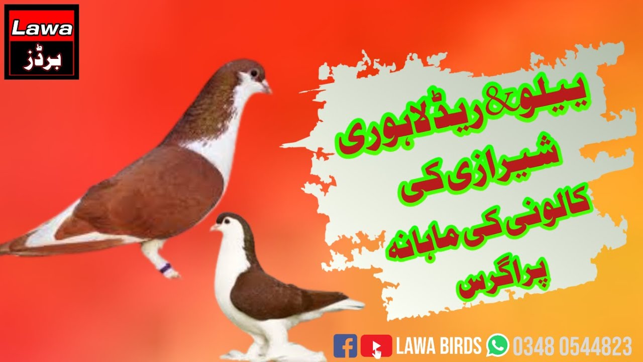 Monthly Profit and Progress red & yallow shaerazi kabootar Colony ...