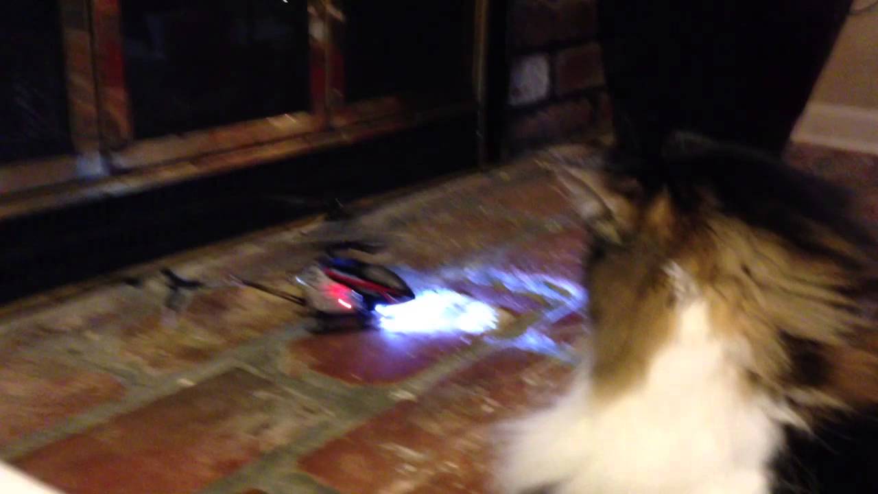 Helicopter cat - YouTube