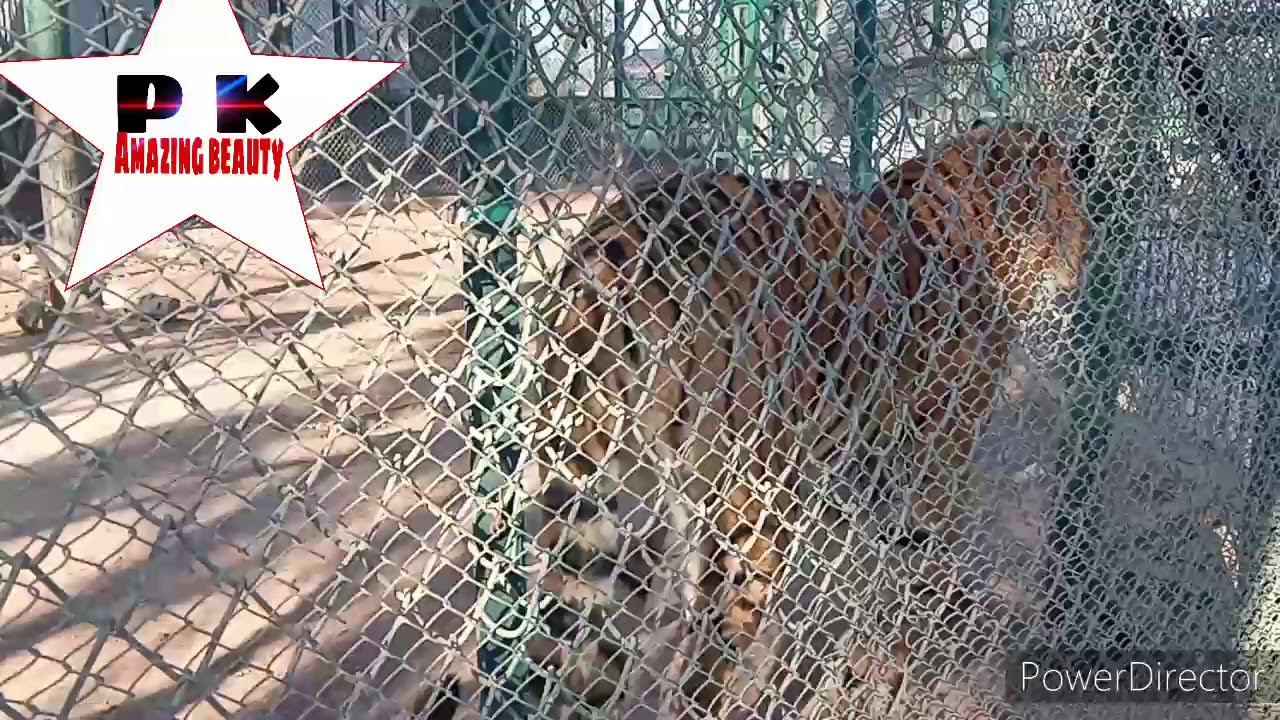 Peshawar zoo@ - YouTube