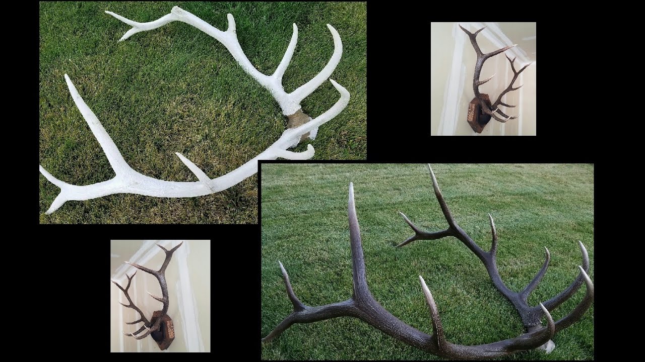 DIY Antler Repair and Restoration - Broken Tines & 30 Years of Weather ...
