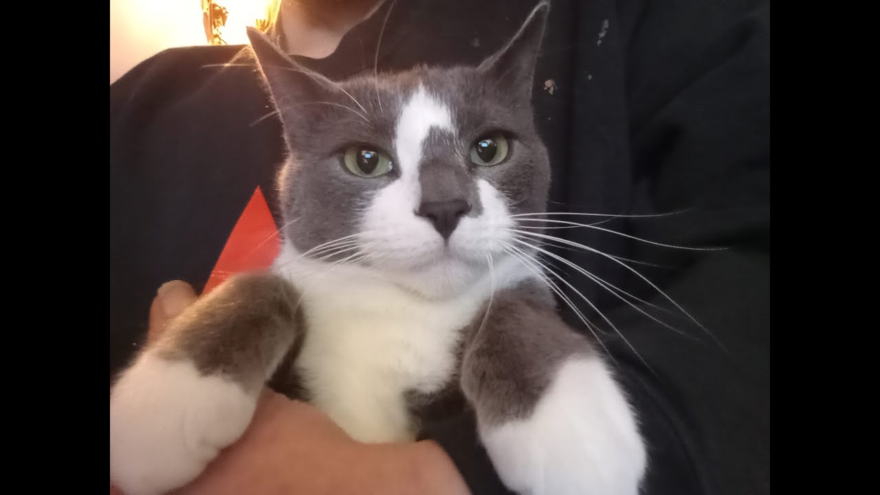 IMPORTANT ANNOUNCEMENT ABOUT MY CAT CHANNEL - YouTube