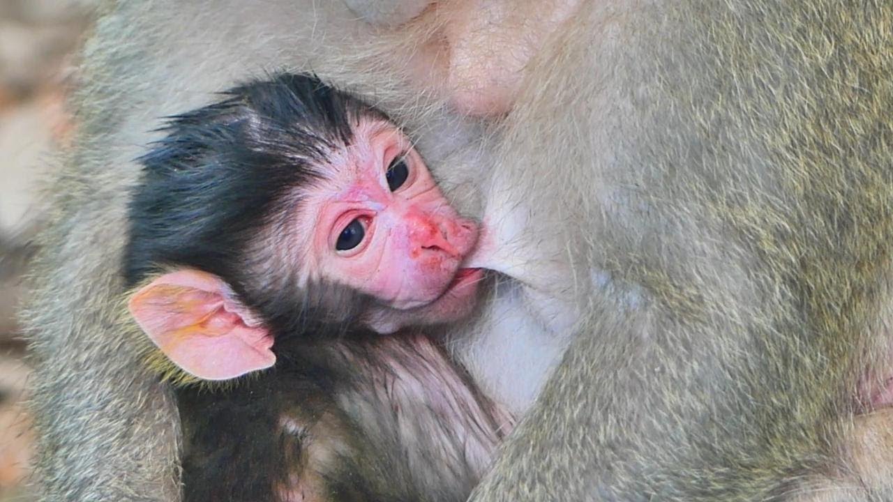 Gladis takes care her adorable baby monkey Grayson carefully - YouTube