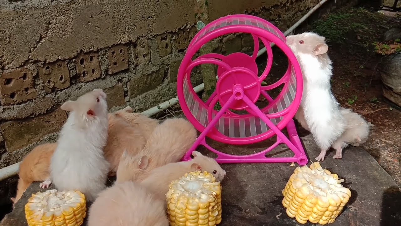 GROUP OF HAMSTERS PLAYING IN THE CIRCUS / GROMBOLAN HAMSTER BERMAIN ...