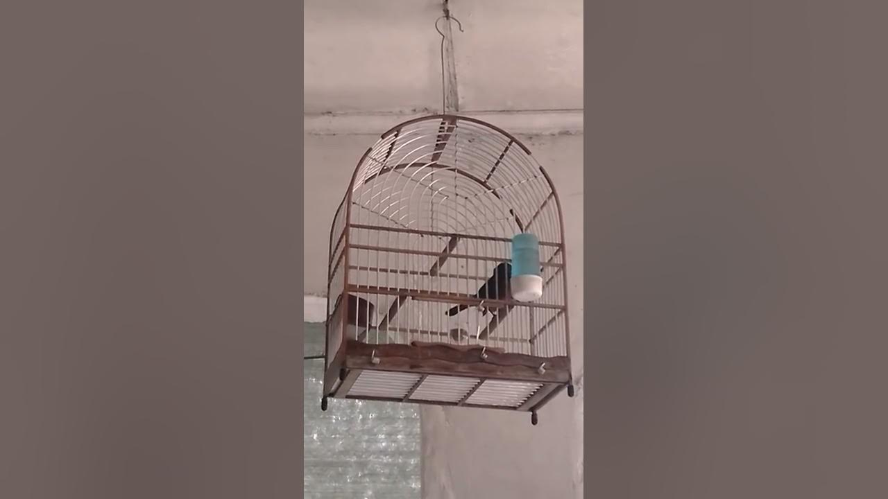 picolet piye piye - YouTube