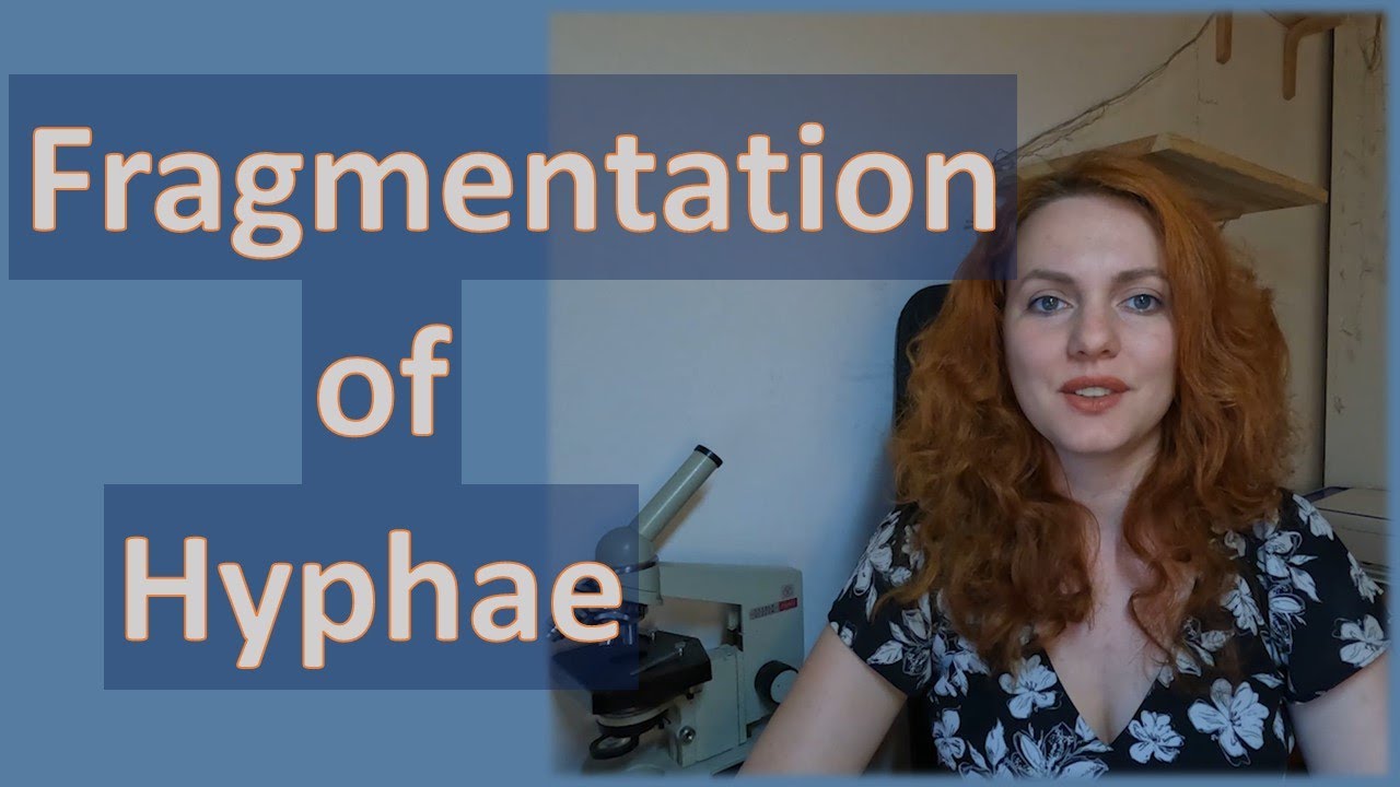 Fragmentation of hyphae. Asexual reproduction of Fungi. Part 1 - YouTube