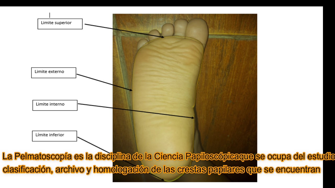 pelmatoscopia - YouTube