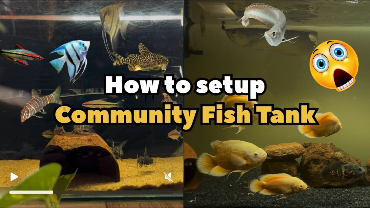 How To Set Up Monster Fish & Tropical Fish Community Tank Set Up | Fish ...