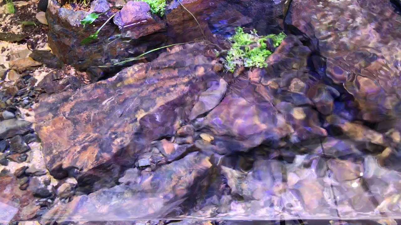 DIY Stream Aquarium - YouTube