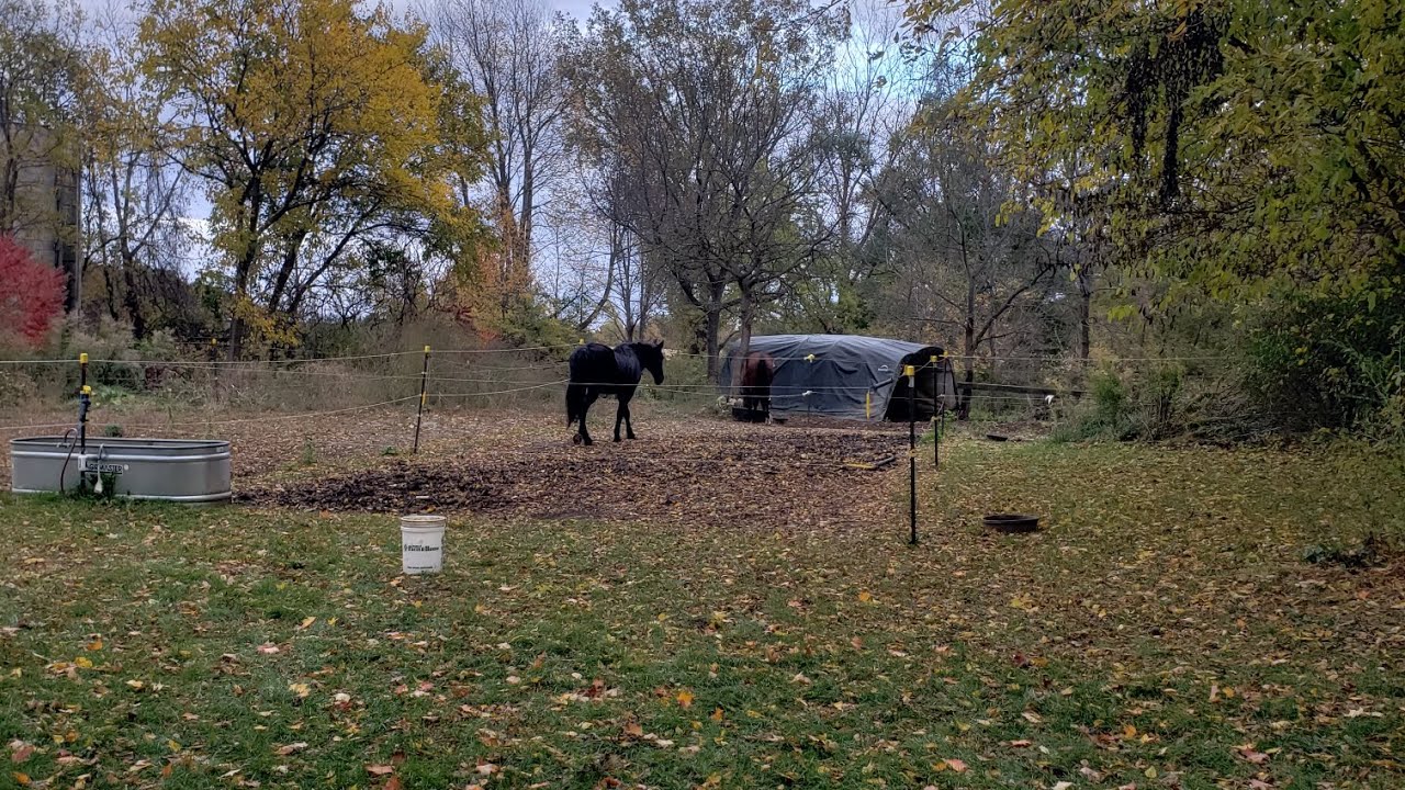 Envision Farm- Paddock Pardise/Horse Track System Tour - YouTube
