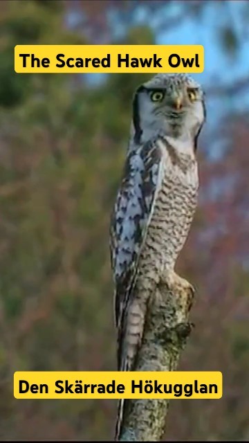 Scared Hawk Owl #natureexploration #birdwatching #shorts - YouTube