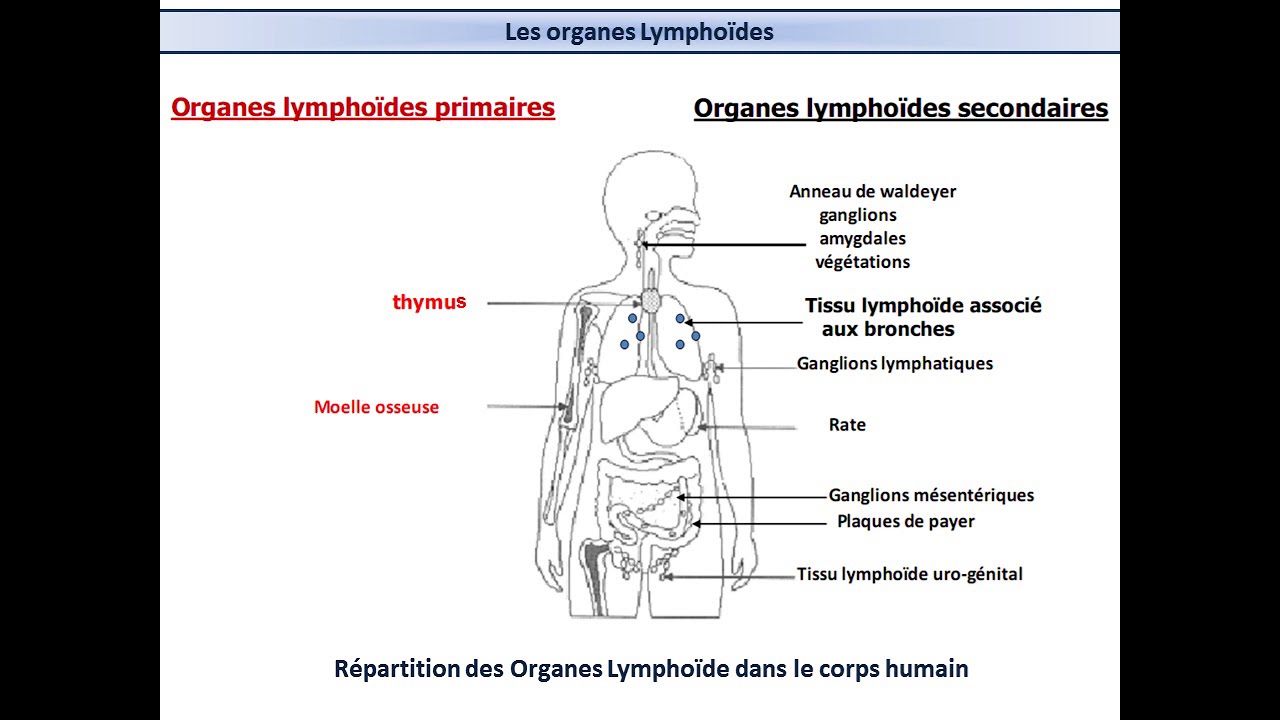 ICM Chap-I cours 02 - Organes Lymphoïdes - YouTube