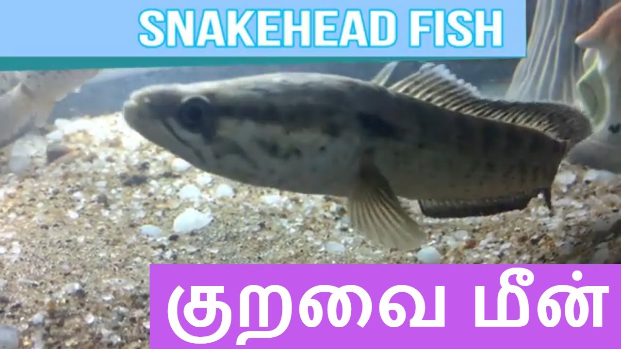 Freshwater Aquarium Fish in India | Snakehead Fish | மீன் குழம்பு ...