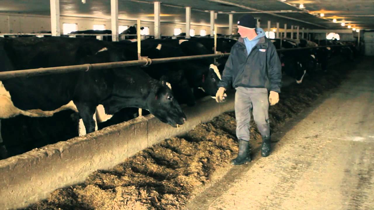 SmartDairy Activity - Bob Roden, Wisconsin (English) - YouTube