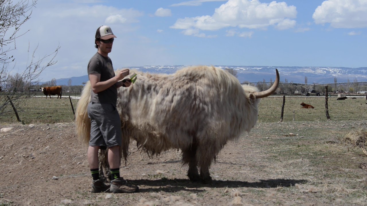 Yak Brushing Enrichment - YouTube