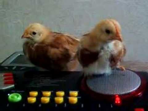 Baby Chickens just listening to the music - YouTube