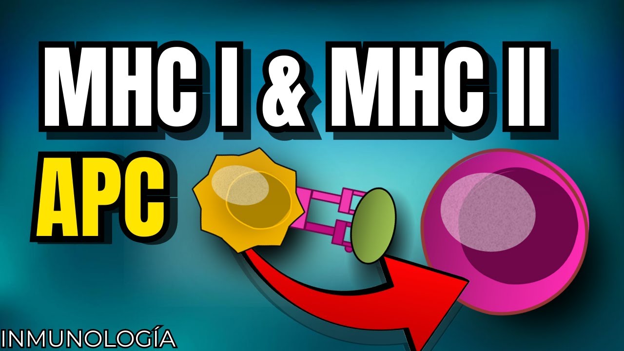 MHC I & II: Locus, Estructura, Procesamiento y Presentación de ...