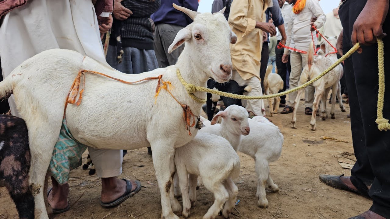 Mathura Goat Market || India Top Goat Market | Saturday Mandi Barbari ...