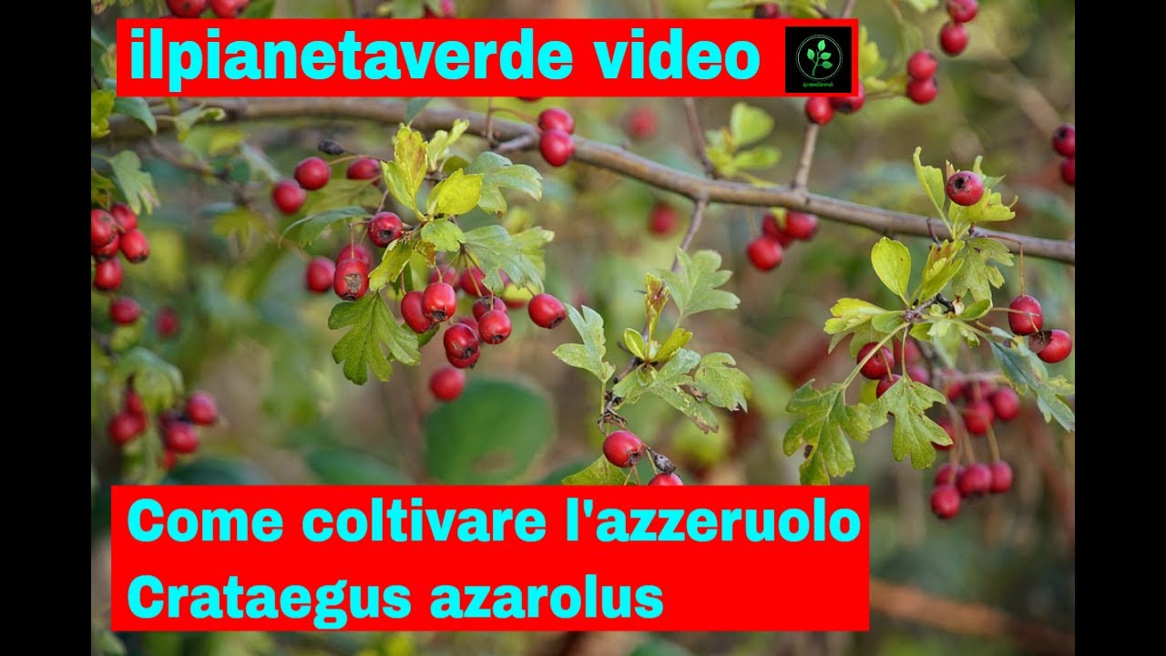 Come coltivare l'Azzeruolo ( Crataegus Azarolus ) - YouTube