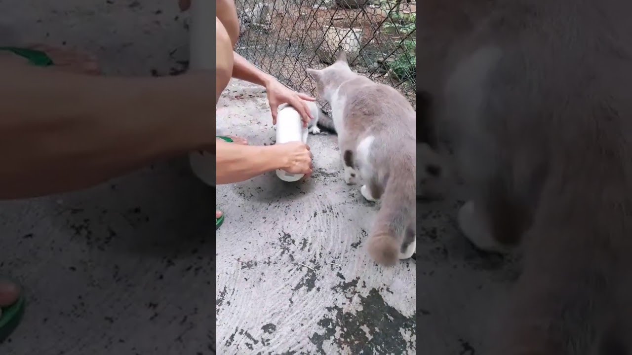 Toad Chasing Kitty Gets Caught in Thermos || ViralHog - YouTube